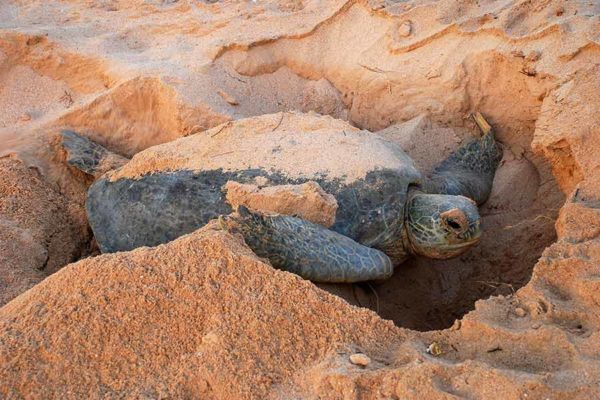 Ras Al Jinz Turtle Reserve - A Haven for Gentle Giants • FACES Oman