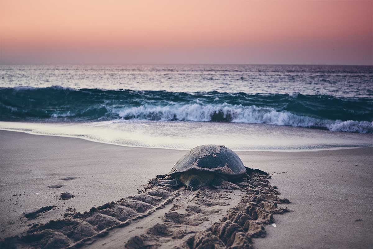Ras Al Jinz Turtle Reserve - A Haven for Gentle Giants • FACES Oman